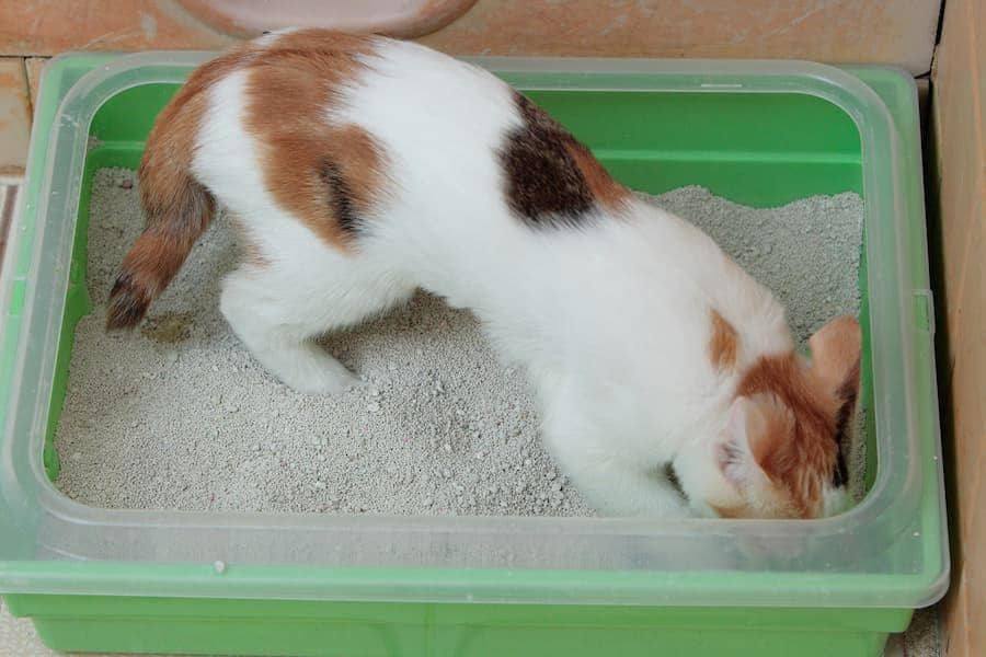 6 Ciri-Ciri FLUTD pada Kucing, Sering Pipis di Luar Boks? | IDN Times