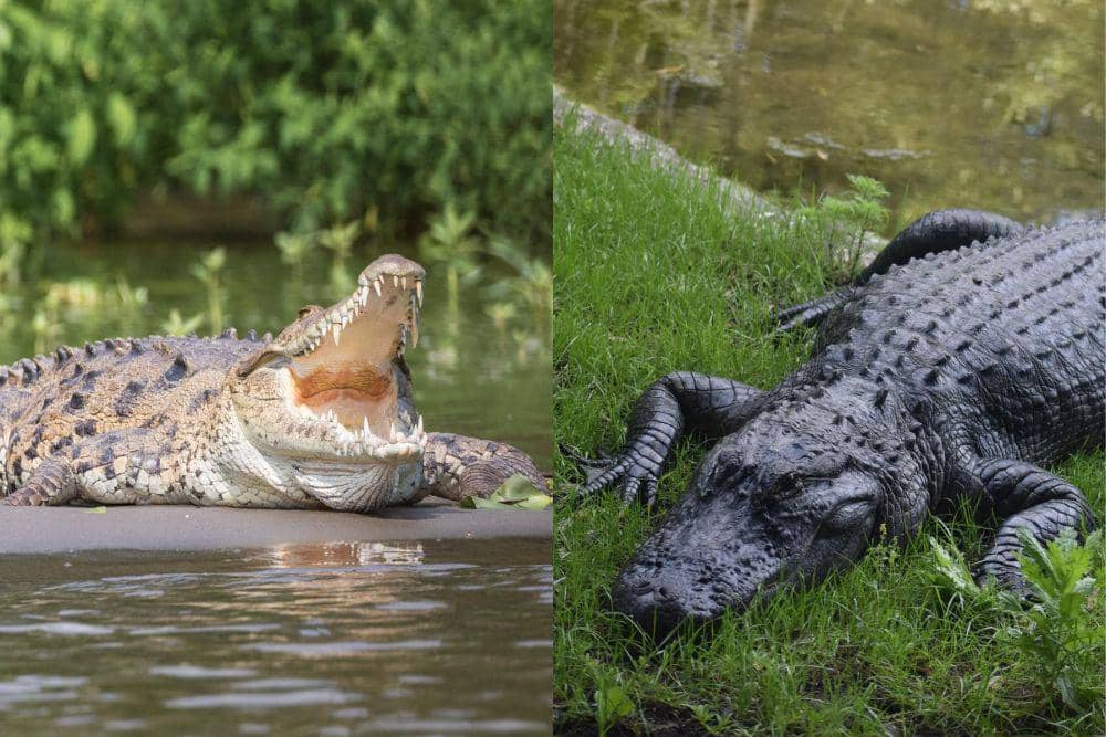 Sama-sama Dipanggil Buaya, Ini 5 Perbedaan Crocodile dan All | IDN Times