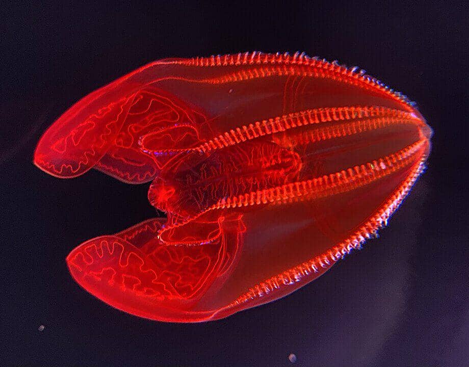 5 Fakta Bloody-Belly Comb Jelly, Predator yang Tubuhnya Berc | IDN Times