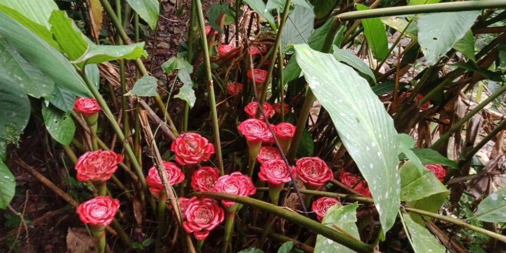 5 Fakta Menarik Tanaman Rose of Siam, Kebiasaan Membentuk Ak | IDN Times