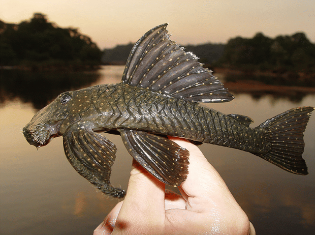 5 Ikan Terkenal yang Bukan Asli Indonesia, Apa Kamu Sudah Tahu? | IDN Times