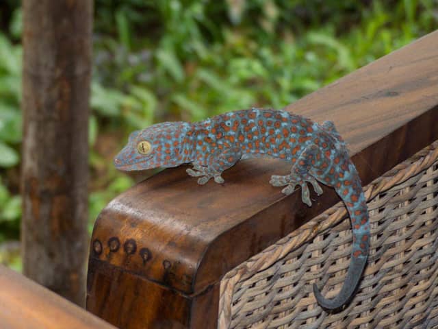 5 Spesies Cecak Unik dari Genus Gekko, Salah Satunya Bisa Te | IDN Times