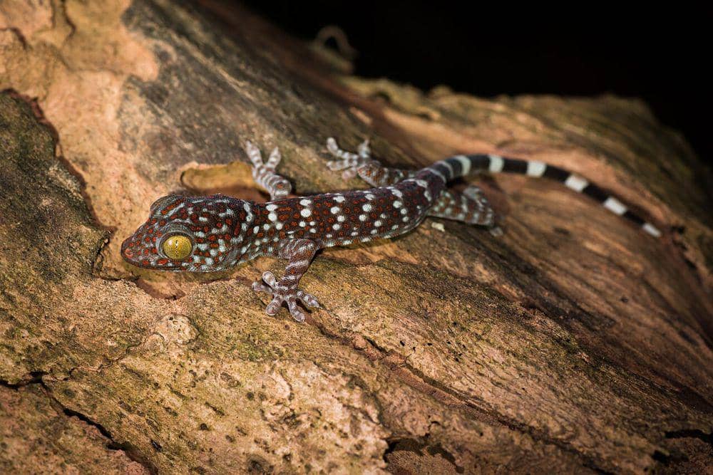 5 Spesies Cecak Unik dari Genus Gekko, Salah Satunya Bisa Te | IDN Times