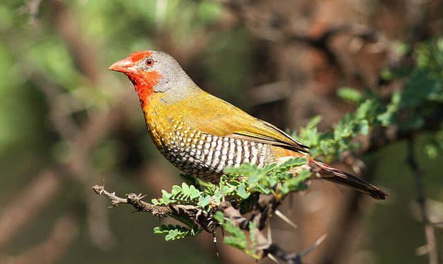 4 Jenis Burung Pipit Genus Pytilia, Warna Bulunya Bervariasi | IDN Times