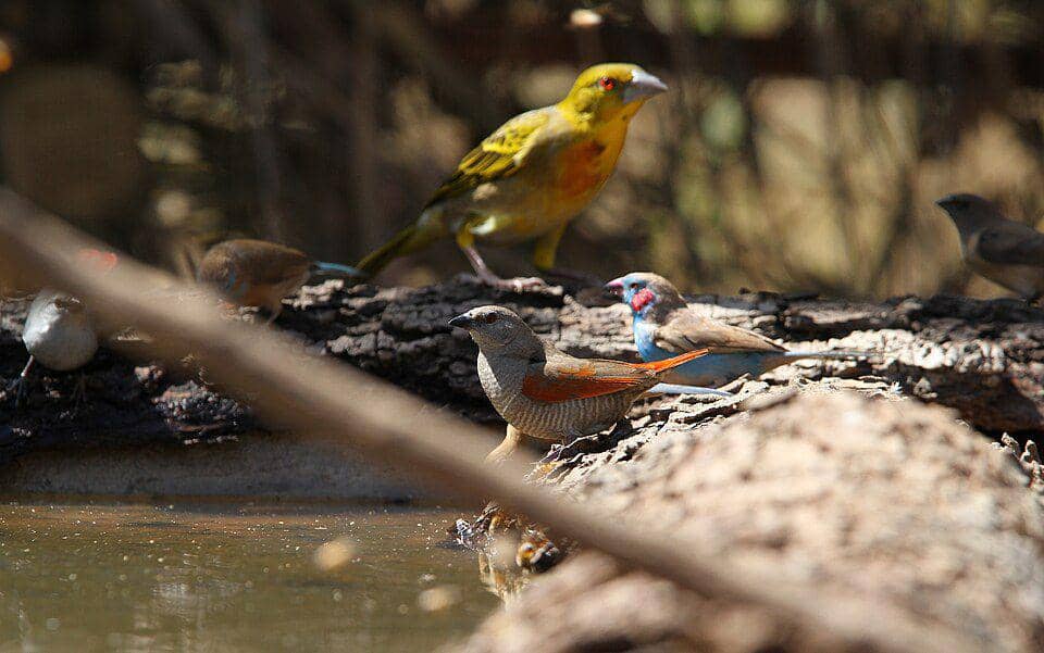 4 Jenis Burung Pipit Genus Pytilia, Warna Bulunya Bervariasi | IDN Times