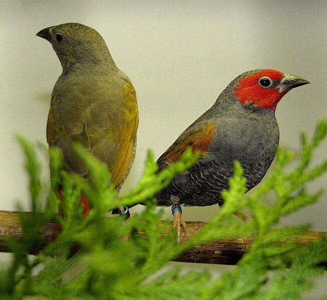 4 Jenis Burung Pipit Genus Pytilia, Warna Bulunya Bervariasi | IDN Times