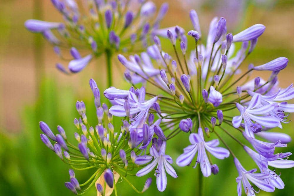 5 Fakta Menarik Agapanthus, Bunga Cantik yang Sering Dikira | IDN Times