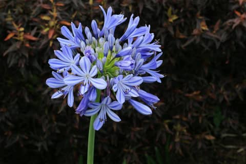 5 Fakta Menarik Agapanthus, Bunga Cantik yang Sering Dikira | IDN Times