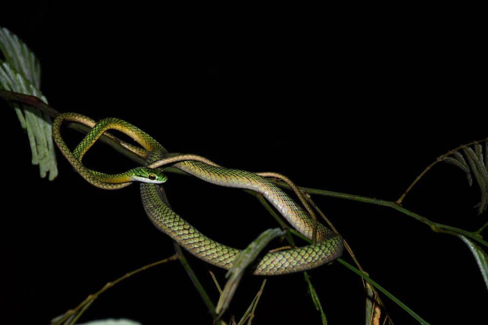 Selain Anakonda, Ini 4 Spesies Ular Menghuni Sungai Amazon | IDN Times