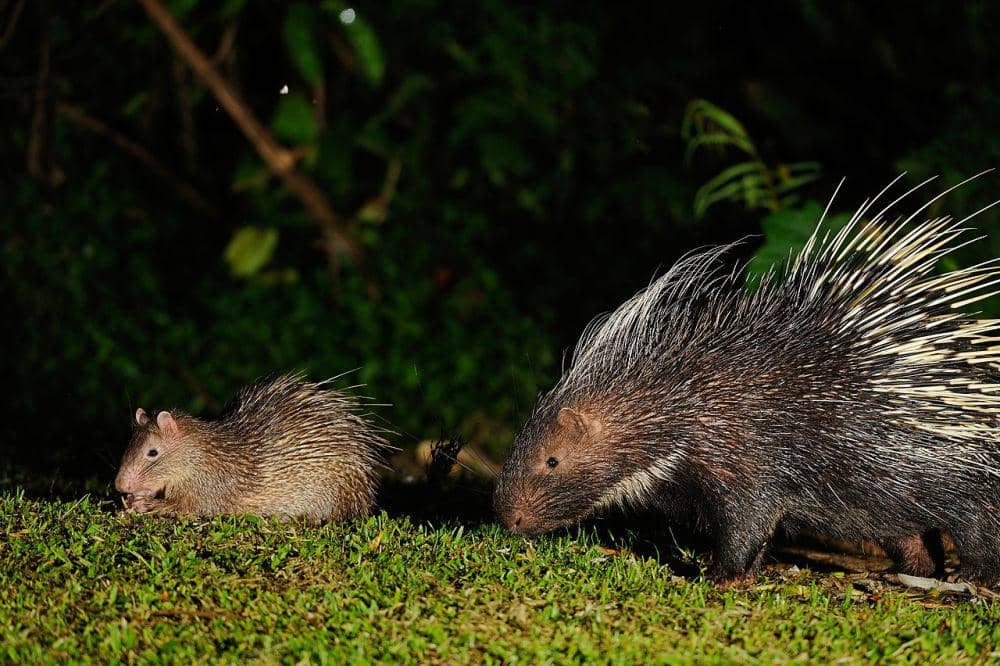 5 Landak yang Ada di Indonesia, Terancam Punah | IDN Times