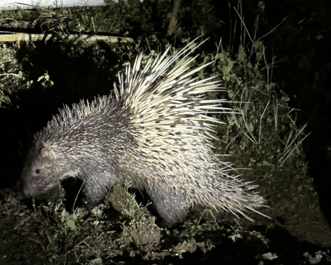 5 Landak yang Ada di Indonesia, Terancam Punah | IDN Times