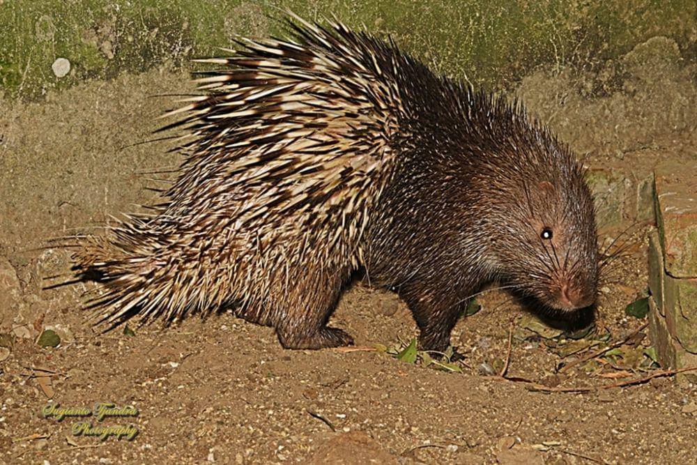 5 Landak yang Ada di Indonesia, Terancam Punah | IDN Times