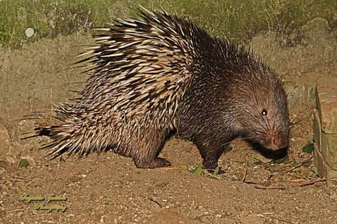 5 Landak yang Ada di Indonesia, Terancam Punah | IDN Times