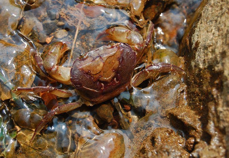 5 Kepiting Terunik di Indonesia yang Jarang Diketahui | IDN Times