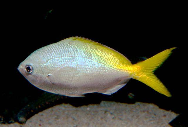 5 Fakta Ikan Ekor Kuning, Ikan Laut Terkenal Anggota Genus C | IDN Times
