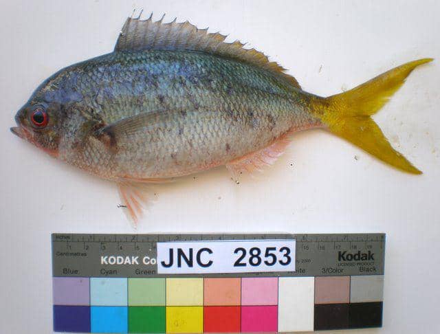 5 Fakta Ikan Ekor Kuning, Ikan Laut Terkenal Anggota Genus C | IDN Times