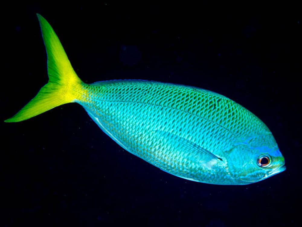 5 Fakta Ikan Ekor Kuning, Ikan Laut Terkenal Anggota Genus C | IDN Times