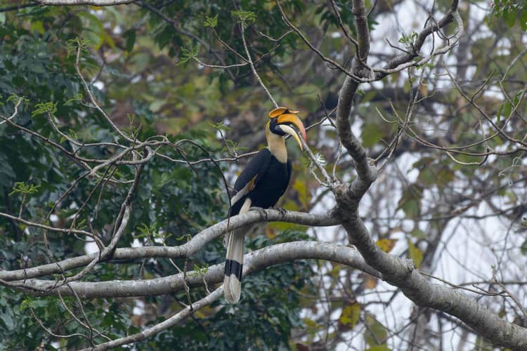 Mengenal Burung Rangkong, Fauna Eksotis dengan Bobot 10 Kg | IDN Times