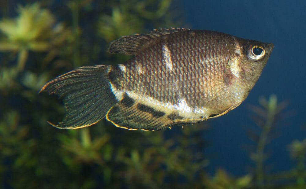 5 Fakta Unik Gurami, Ikan Terkenal yang Bisa Dimakan | IDN Times