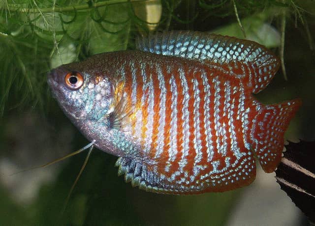 5 Fakta Unik Gurami, Ikan Terkenal yang Bisa Dimakan | IDN Times