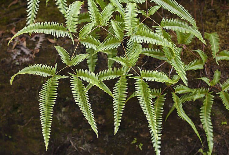 Resam: Tanaman dari Paku-Pakuan untuk Bahan Baku Kerajinan | IDN Times