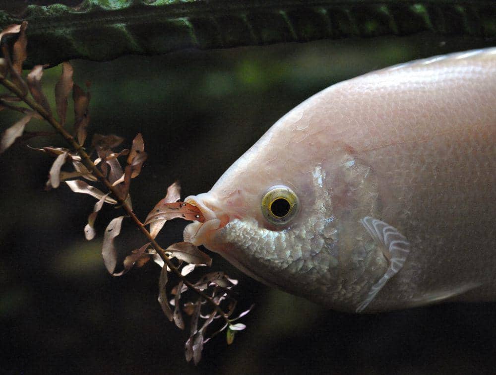 5 Fakta Unik Gurami, Ikan Terkenal yang Bisa Dimakan | IDN Times