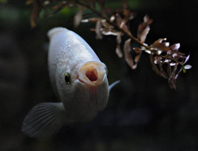5 Fakta Unik Gurami, Ikan Terkenal yang Bisa Dimakan | IDN Times