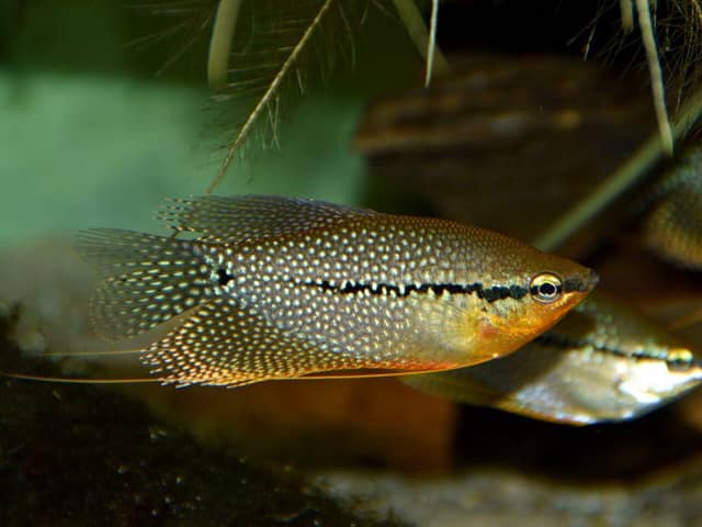 5 Fakta Unik Gurami, Ikan Terkenal yang Bisa Dimakan | IDN Times