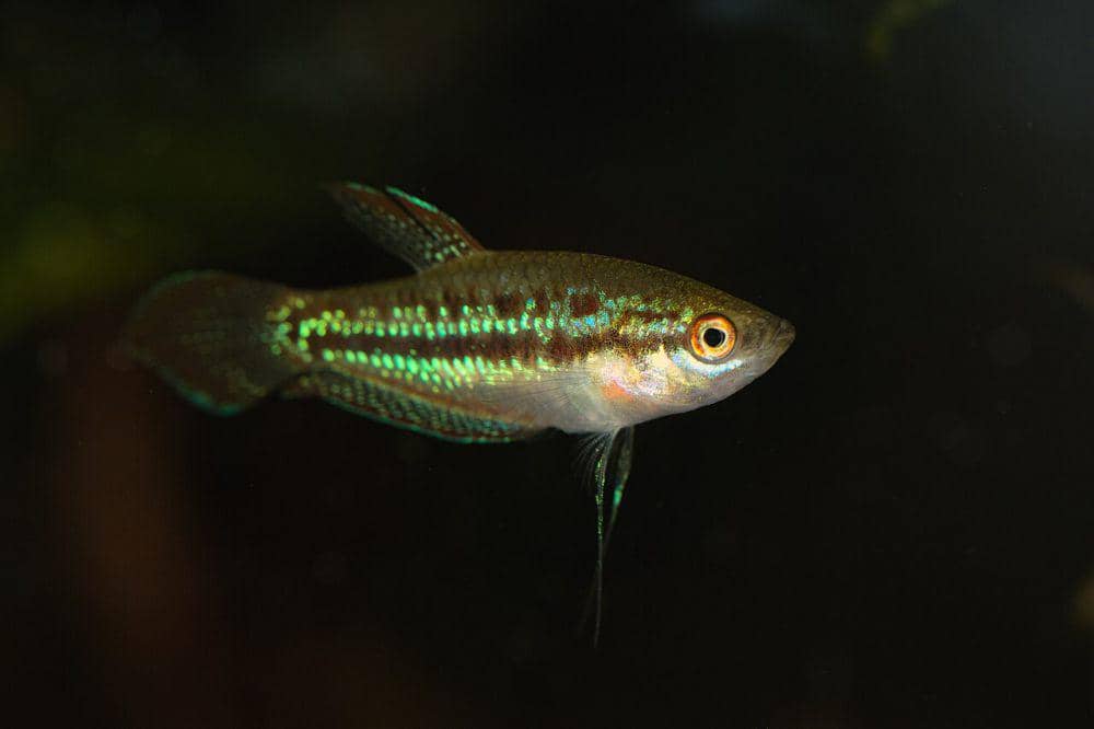 5 Fakta Unik Gurami, Ikan Terkenal yang Bisa Dimakan | IDN Times