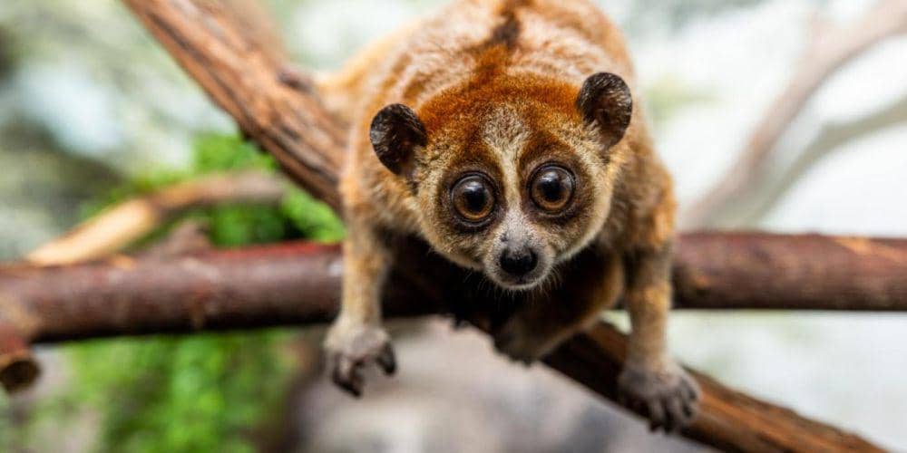 4 Fakta Ilmiah Kukang yang Jarang Diketahui | IDN Times