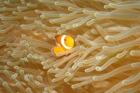 5 Fakta Menarik Hubungan Anemon Laut dengan Ikan Badut | IDN Times