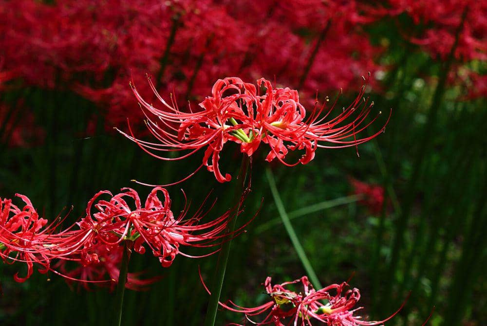 5 Fakta Unik Red Spider Lily atau Higanbana, Identik dengan | IDN Times