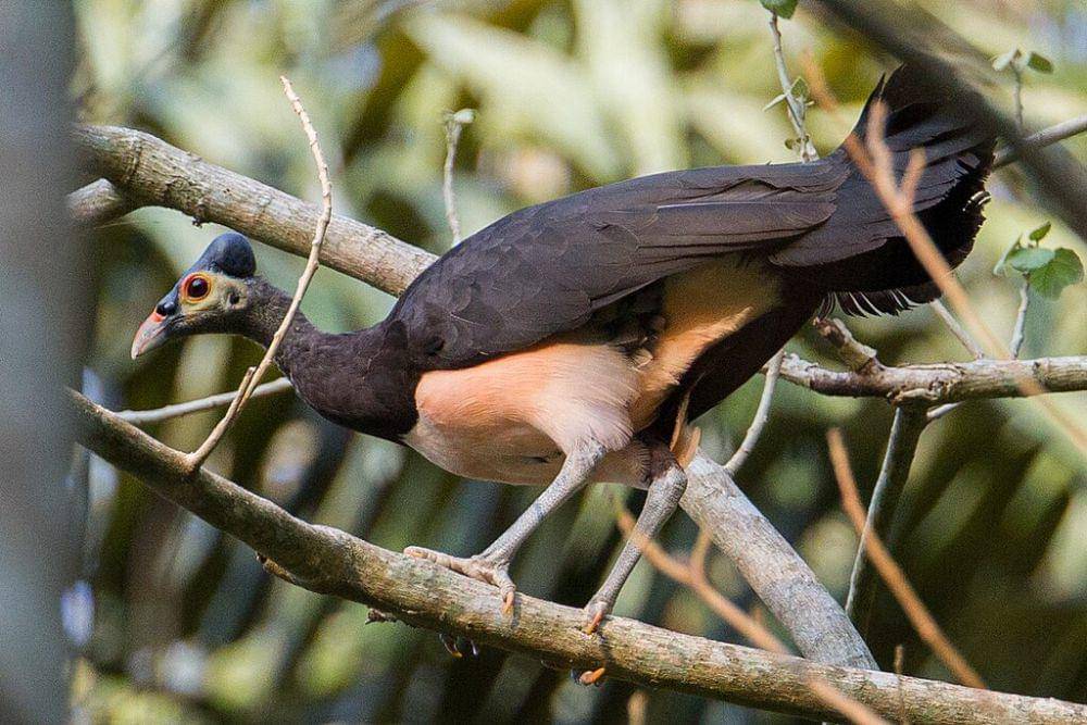 5 Fakta Unik tentang Burung Maleo, Endemik dari Sulawesi | IDN Times Sulsel