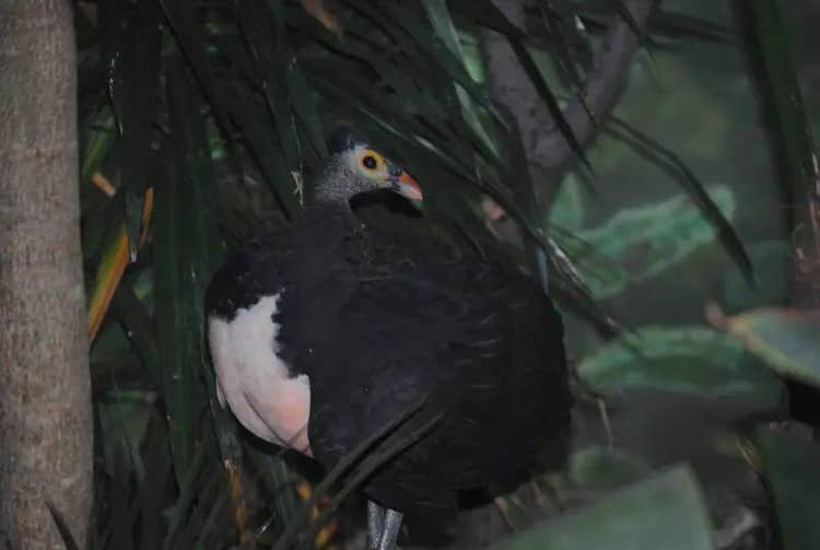 5 Fakta Unik tentang Burung Maleo, Endemik dari Sulawesi | IDN Times Sulsel