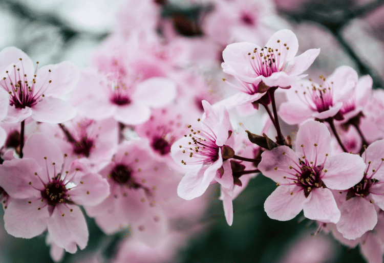 5 Fakta Bunga Sakura dan Hubungannya dengan Budaya Jepang | IDN Times