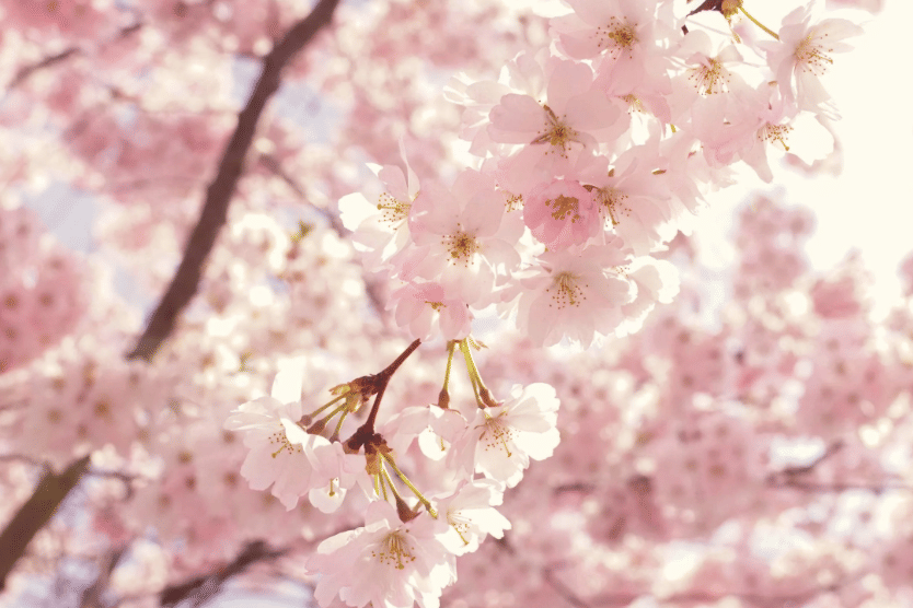 5 Fakta Bunga Sakura dan Hubungannya dengan Budaya Jepang | IDN Times