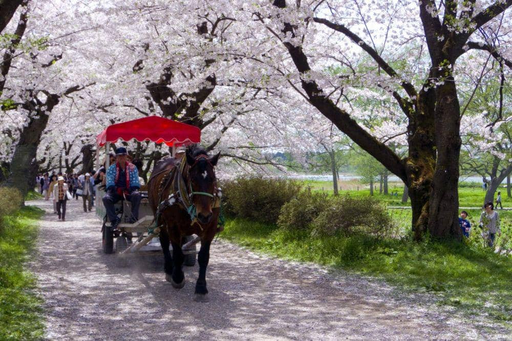 Jadwal Festival Musim Semi di Jepang 2026 | IDN Times