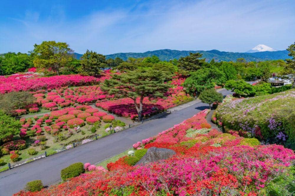 8 Jadwal Festival Musim Semi di Jepang 2025 | IDN Times