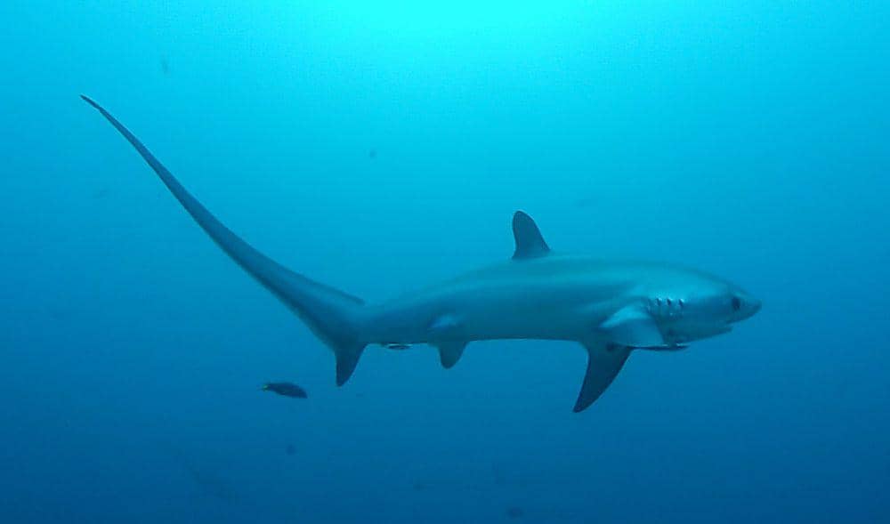 5 Hiu Predator Terbesar di Dunia, Predator Sejati | IDN Times