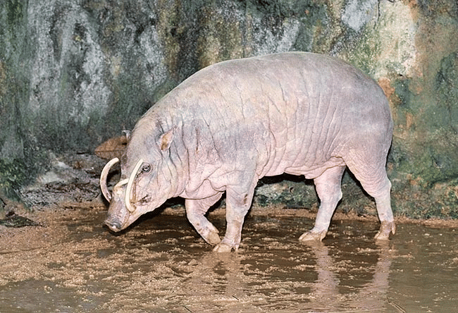 Mengenal Semua Spesies Babi Rusa, Babi Bertanduk Endemik Ind | IDN Times