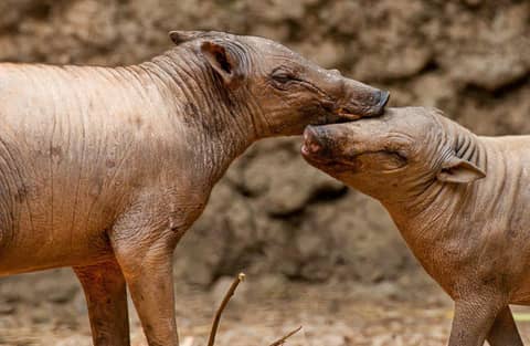 Mengenal Semua Spesies Babi Rusa, Babi Bertanduk Endemik Ind | IDN Times