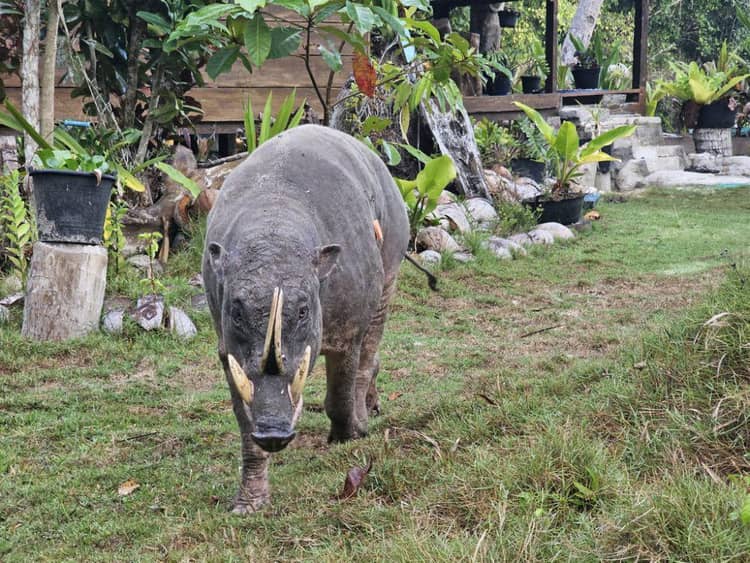 Mengenal Semua Spesies Babi Rusa, Babi Bertanduk Endemik Ind | IDN Times