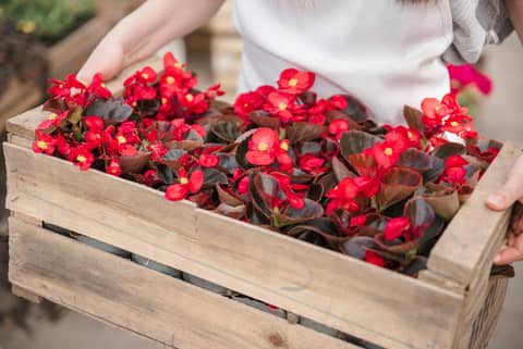 5 Cara Merawat Begonia biar Bunganya Rajin Mekar | IDN Times
