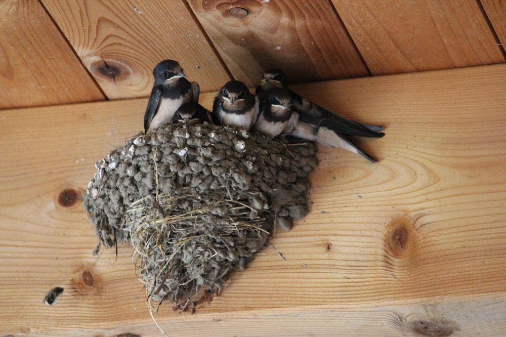 7 Cara Budidaya Sarang Burung Walet, Ini Panduan Lengkapnya! | IDN Times