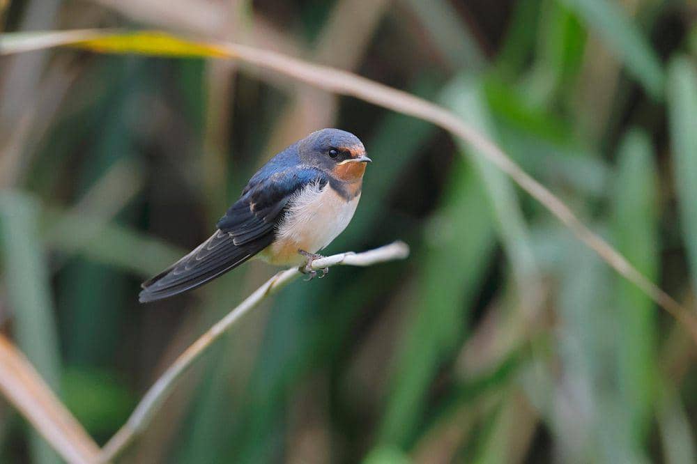 7 Cara Budidaya Sarang Burung Walet, Ini Panduan Lengkapnya! | IDN Times