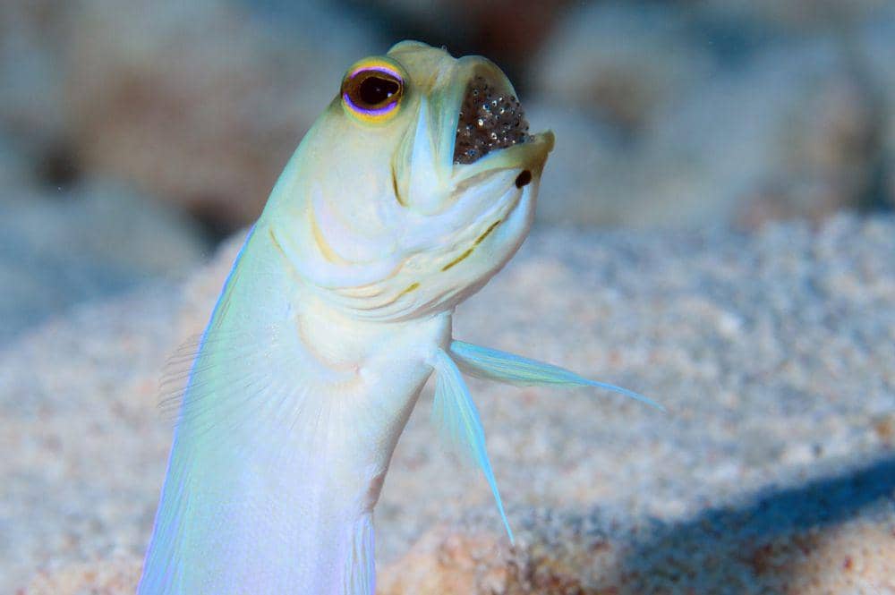 5 Fakta Jawfish, Ikan Jantan Jadi Penitipan Anak di Mulutnya | IDN Times