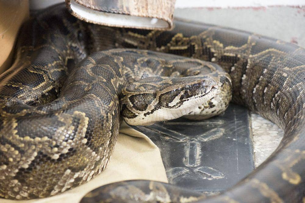 5 Ular Sanca yang Populer Sebagai Peliharaan | IDN Times