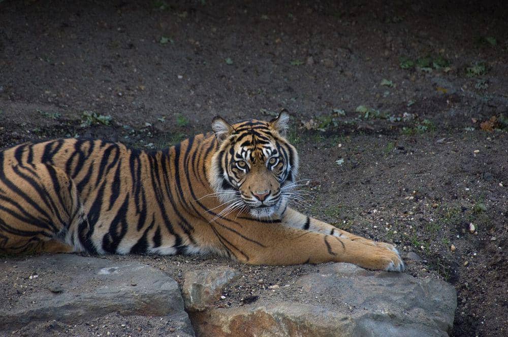 5 Ancaman Terbesar Harimau Sumatra | IDN Times