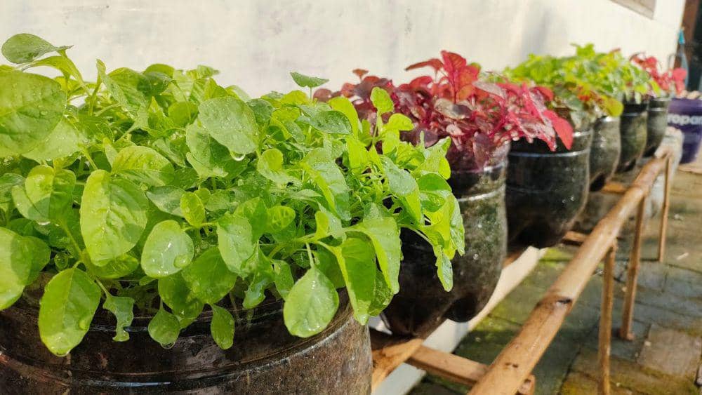 Apa Bedanya Bayam dengan Spinach? Ini 5 Penjelasannya! | IDN Times Jogja