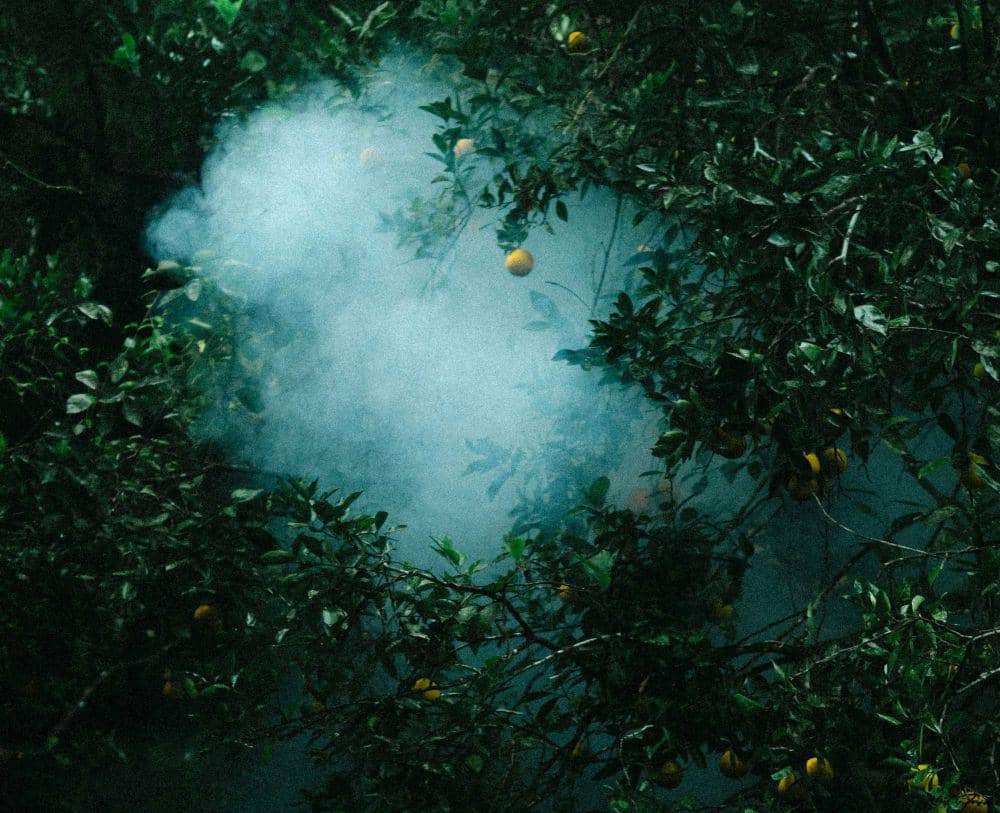 5 Fakta Menarik Pohon Bakau, Bisa Dijadikan Ecoprint | IDN Times